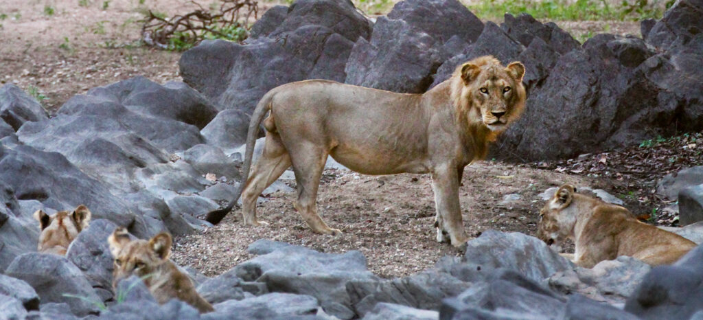 The Northern Lion in Immediate danger of Extinction - The Faro ...