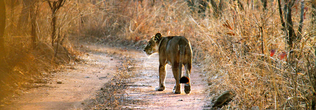Blog | Wildlife & People - The Faro Conservancy Project