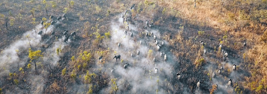 Blog | Anti-Poaching - The Faro Conservancy Project